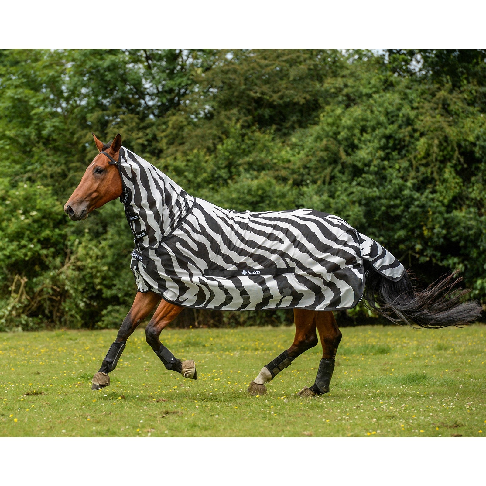 Buzz-off Coperta antimosche Zebra con collo inamovibile Black/White 85 ...