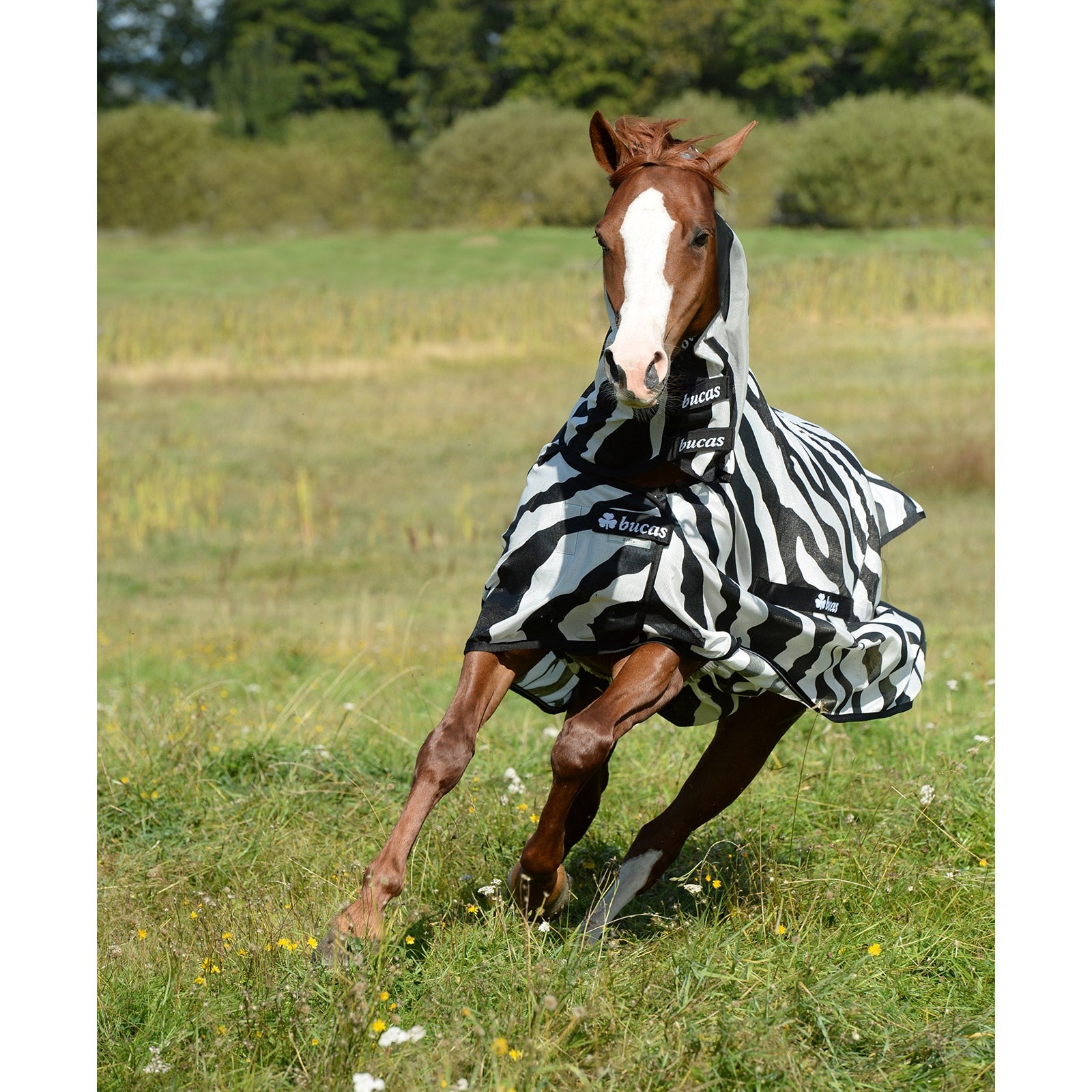 Buzz-off Coperta antimosche Zebra con collo inamovibile Black/White 85 ...