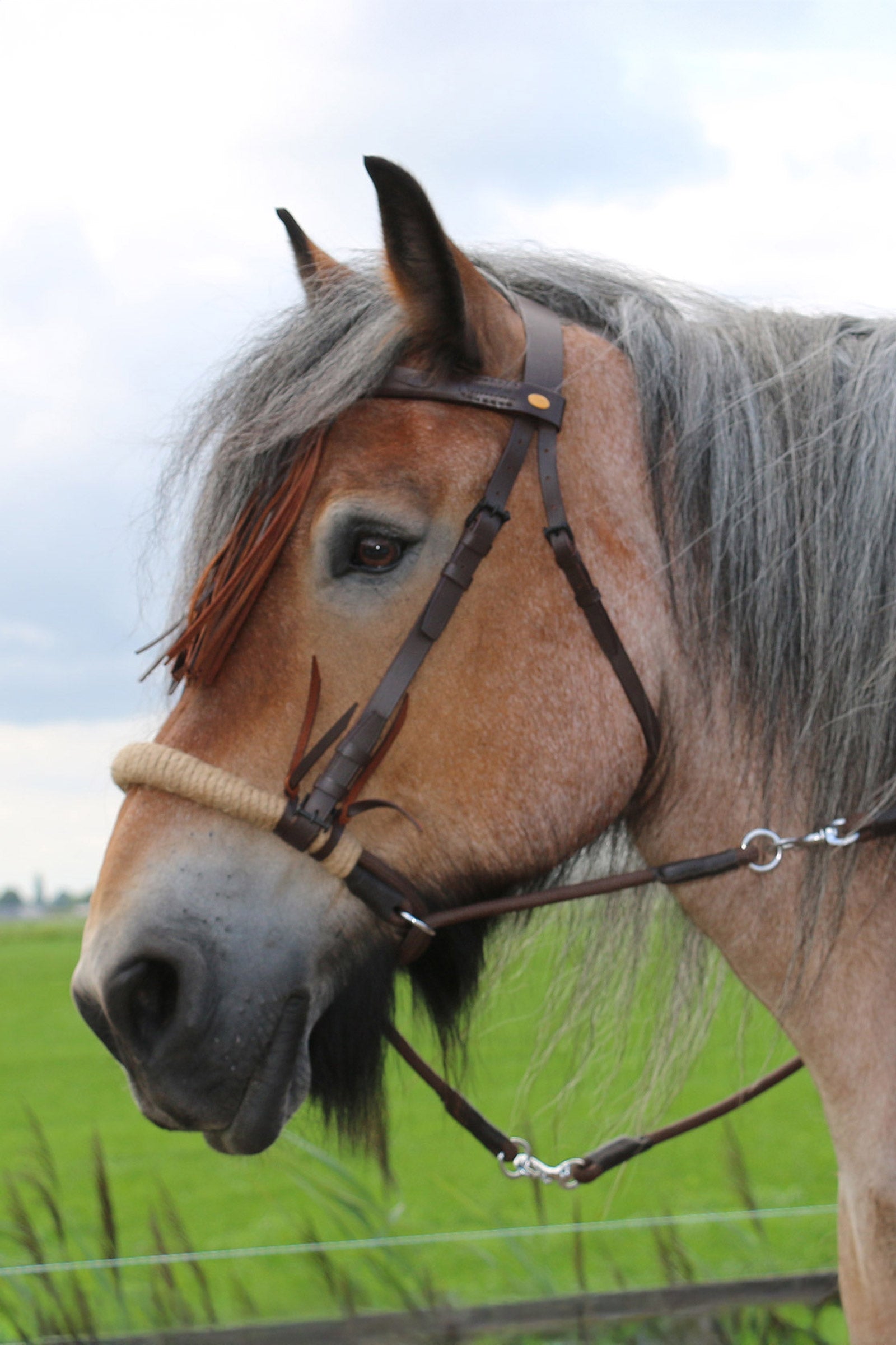 Tinver briglia senza morso con redini (Sistema 4), Shire Brown X-Full ...